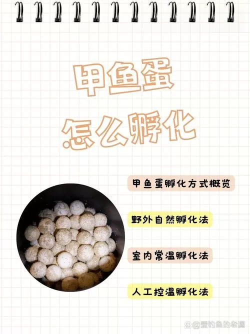 甲鱼孵化时间多少天