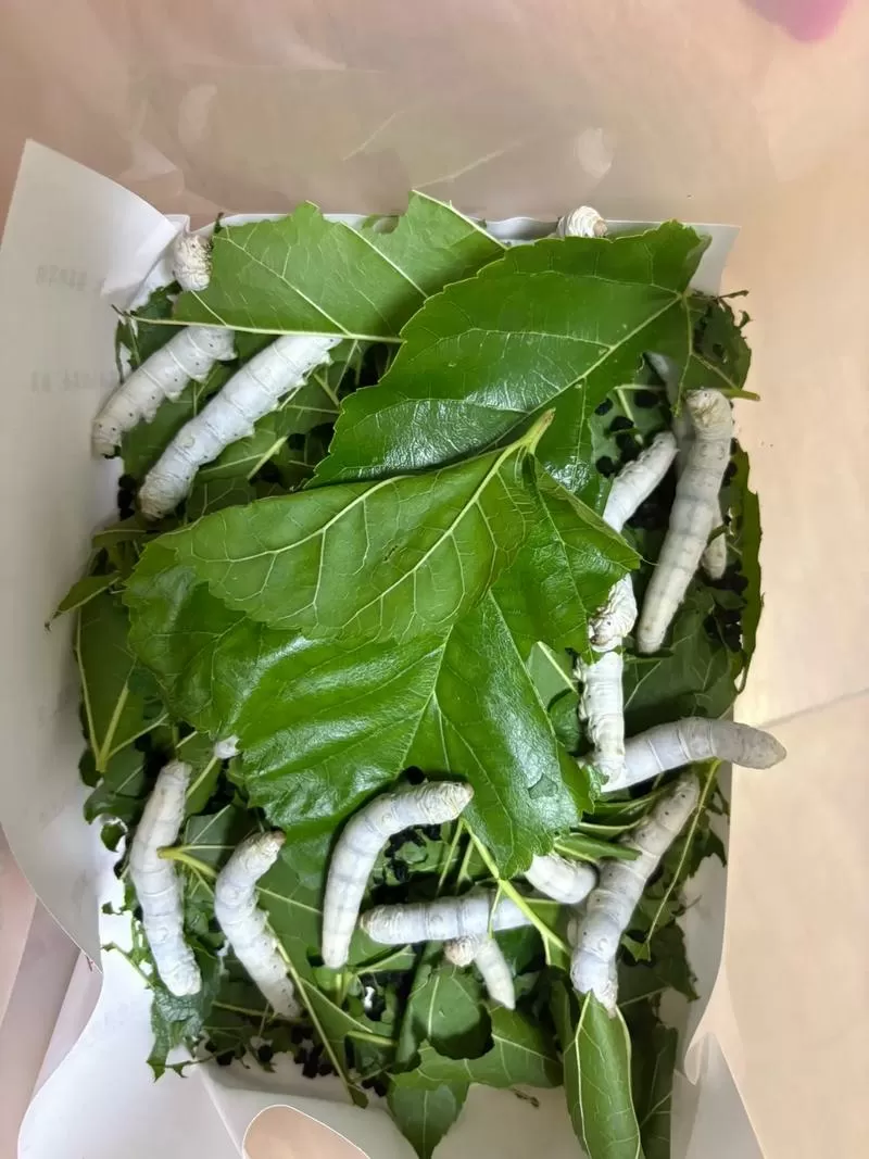 养蚕多少天一批图标