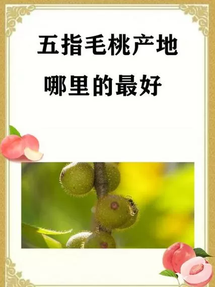 五指毛桃哪里产地最好图标