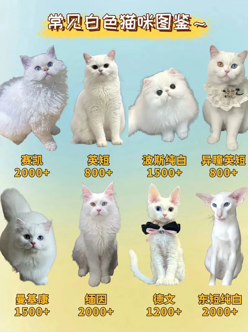白色的猫是什么品种图标