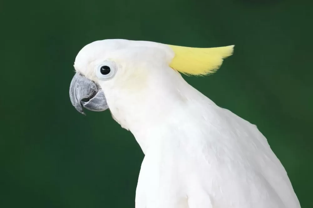 葵花鹦鹉跳舞