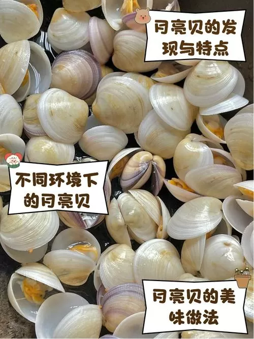 月亮贝多少钱一斤多少图标