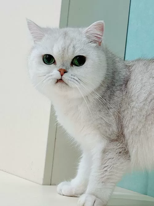银渐层猫纯种图片图标