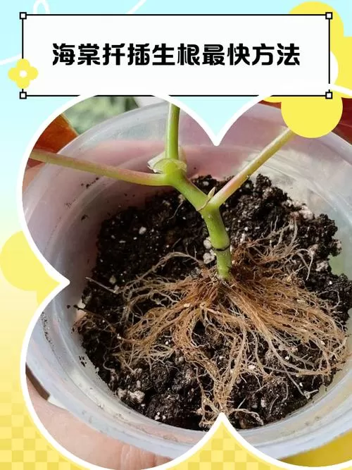 海棠烂根最好的处理方法截图