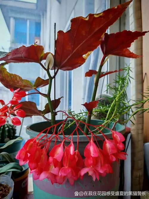 竹节海棠枝干软了截图