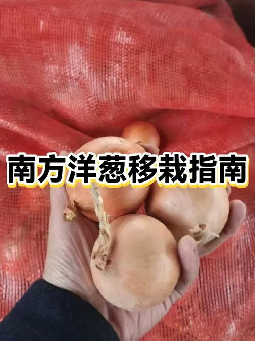 南方洋葱种植时间和方法图标