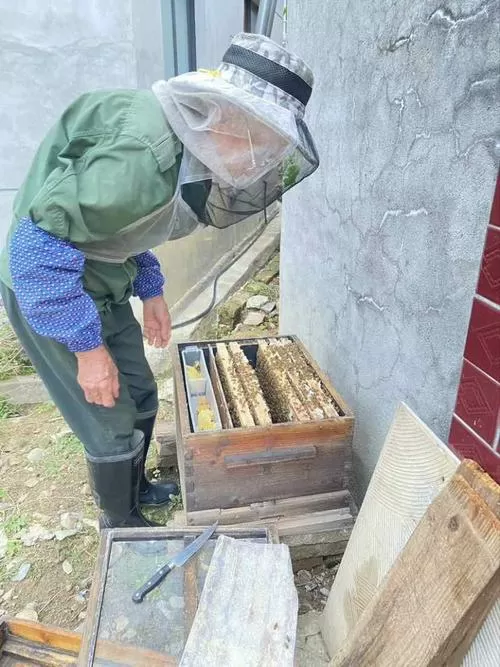 养100箱中蜂一年收入图标