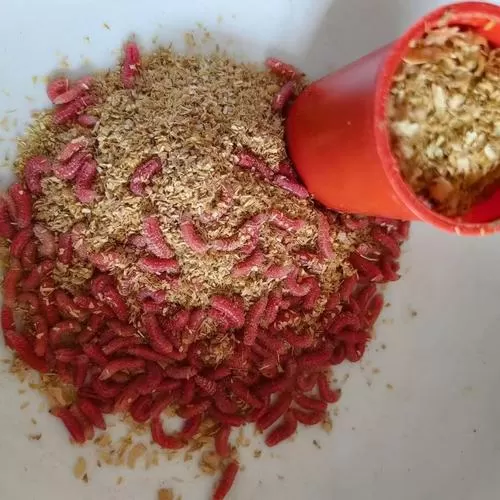 红色的钓鱼饵料是什么图标