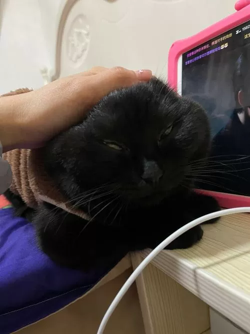 如何防止猫跳上电视机图标