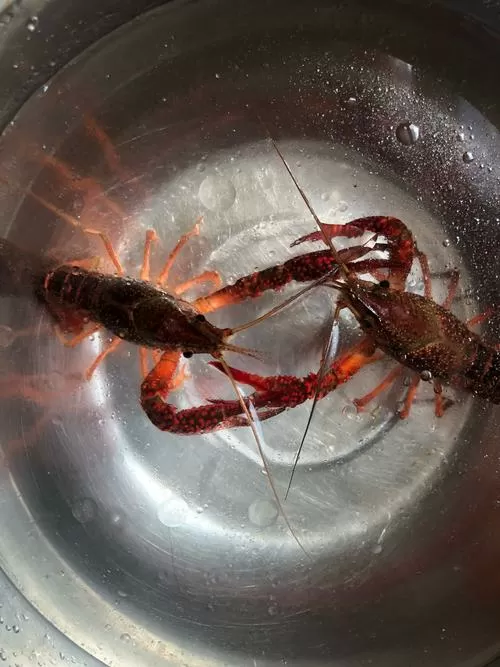 龙虾和龙虾打架图标