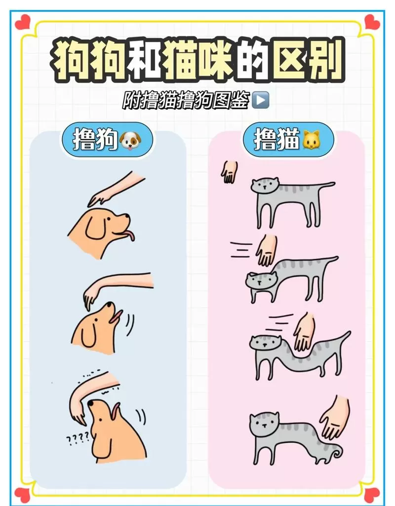 小猫和小狗从a点到b点截图